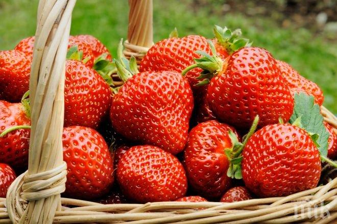 Добре дошли в ада! Наша берачка на ягоди в Испания с потресаващ разказ ...