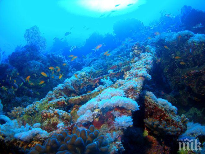МИСТЕРИЯ: Коралите в Големия бариерен риф побеляха - Информационна ...