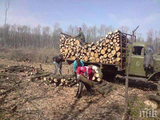 БУНТ Села в Странджа скочиха срещу камиони с дървесина и поголовната