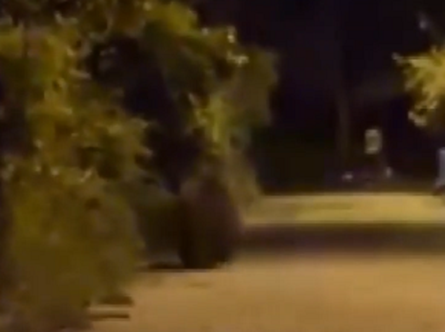 ГОСТЕНКА Мечка се разходи из столичния квартал “Бояна” ВИДЕО Информационна агенция ПИК